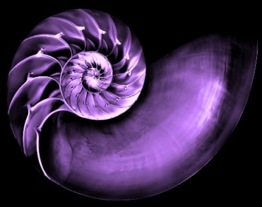 Bella's Industrial Design: Numarul de Aur