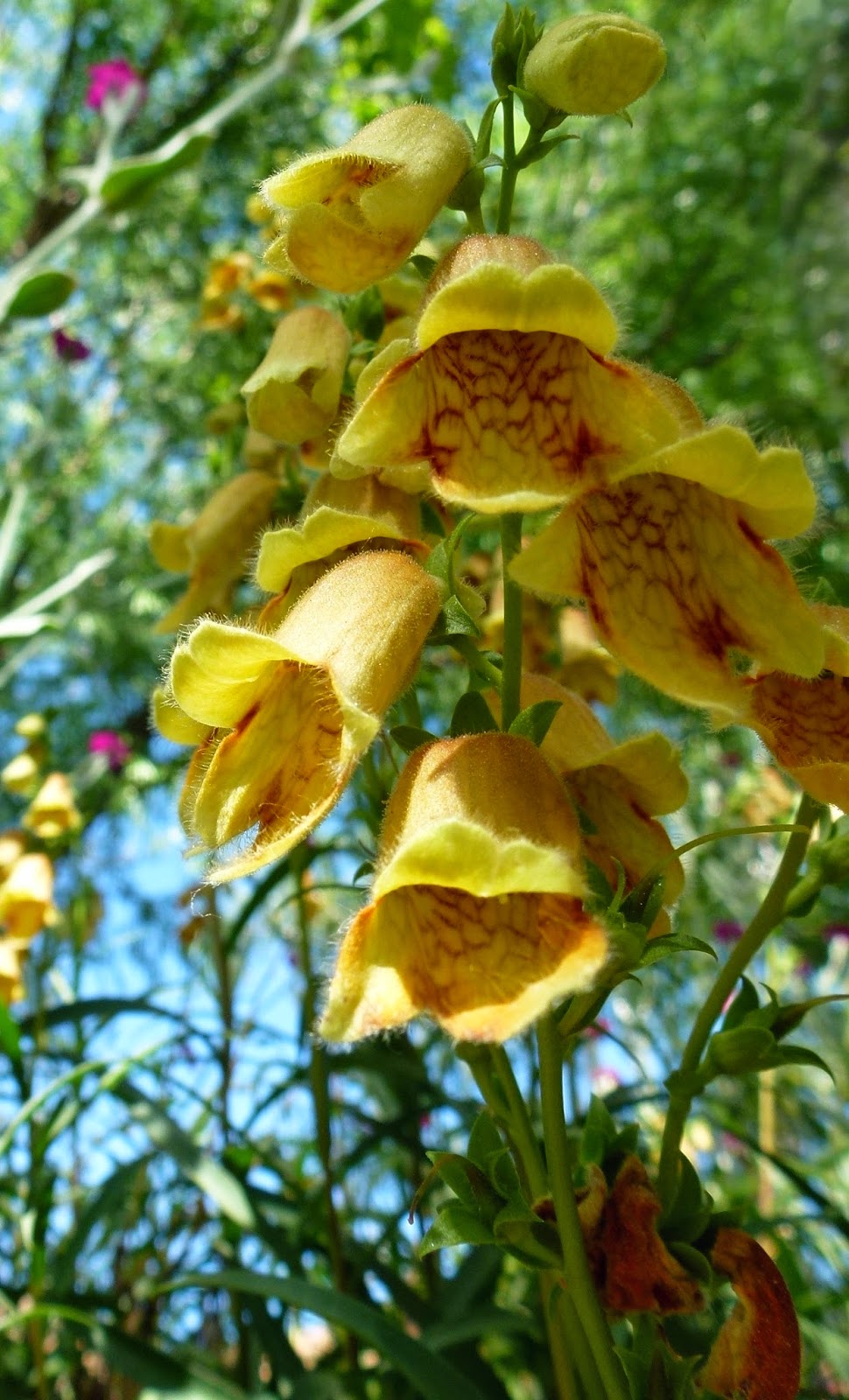 Our Life in Montana: The View From the Front