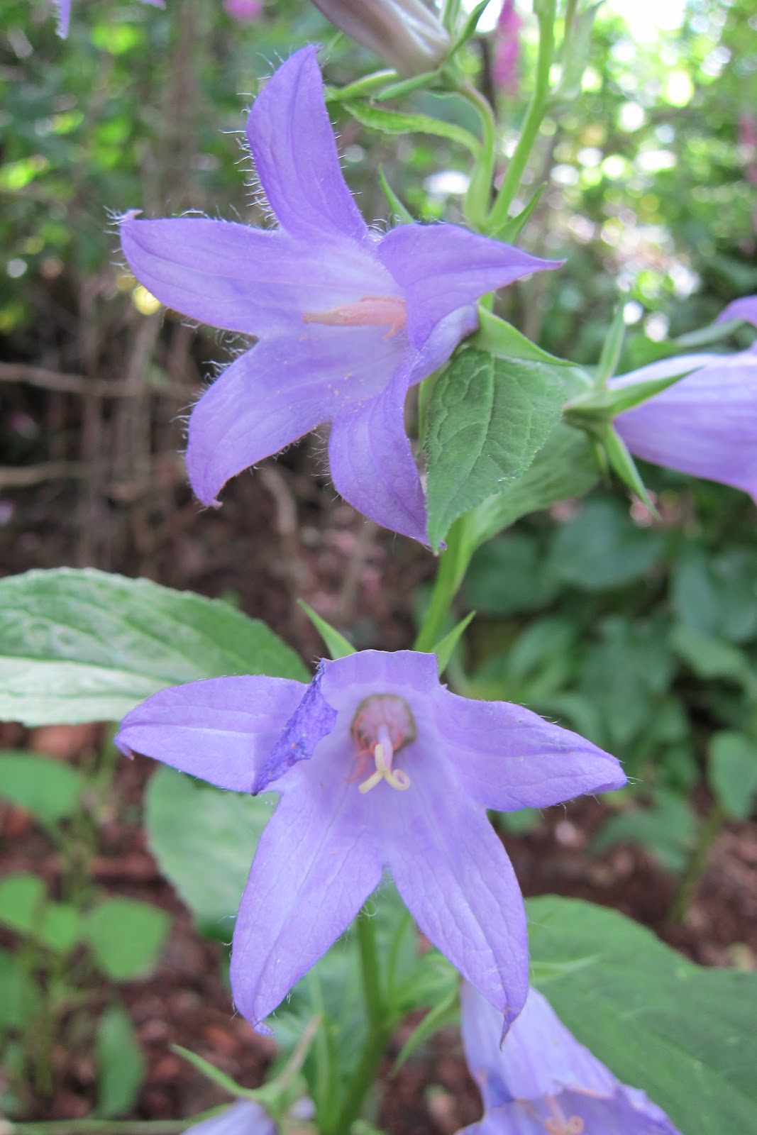 Temple Balsall Nature Reserve: Giant Bellflower