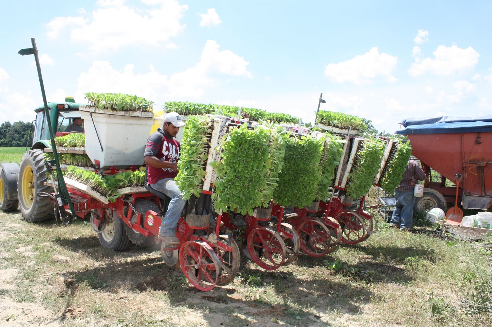 Tobacco Farmer Newsletter: EARLY SEASON REPORTS FROM THE FIELD