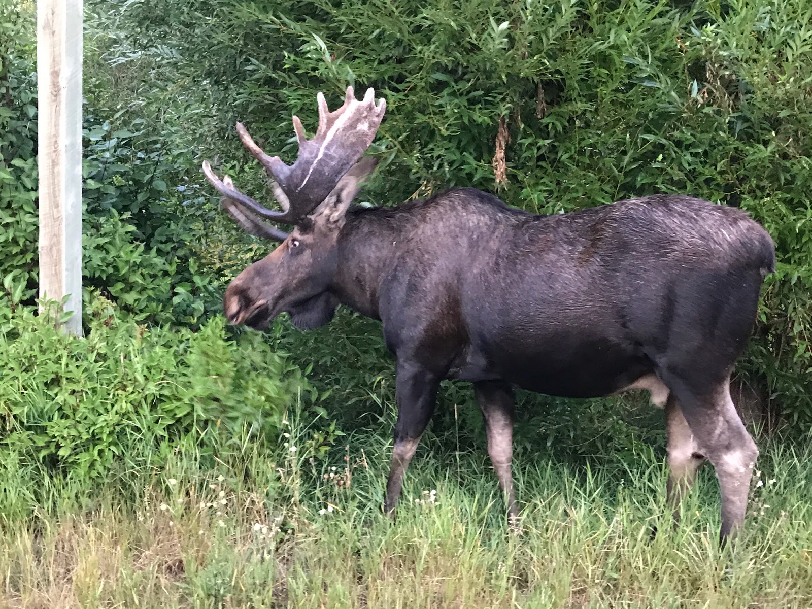 Clark Griswold Vacation: Moose in Jackson
