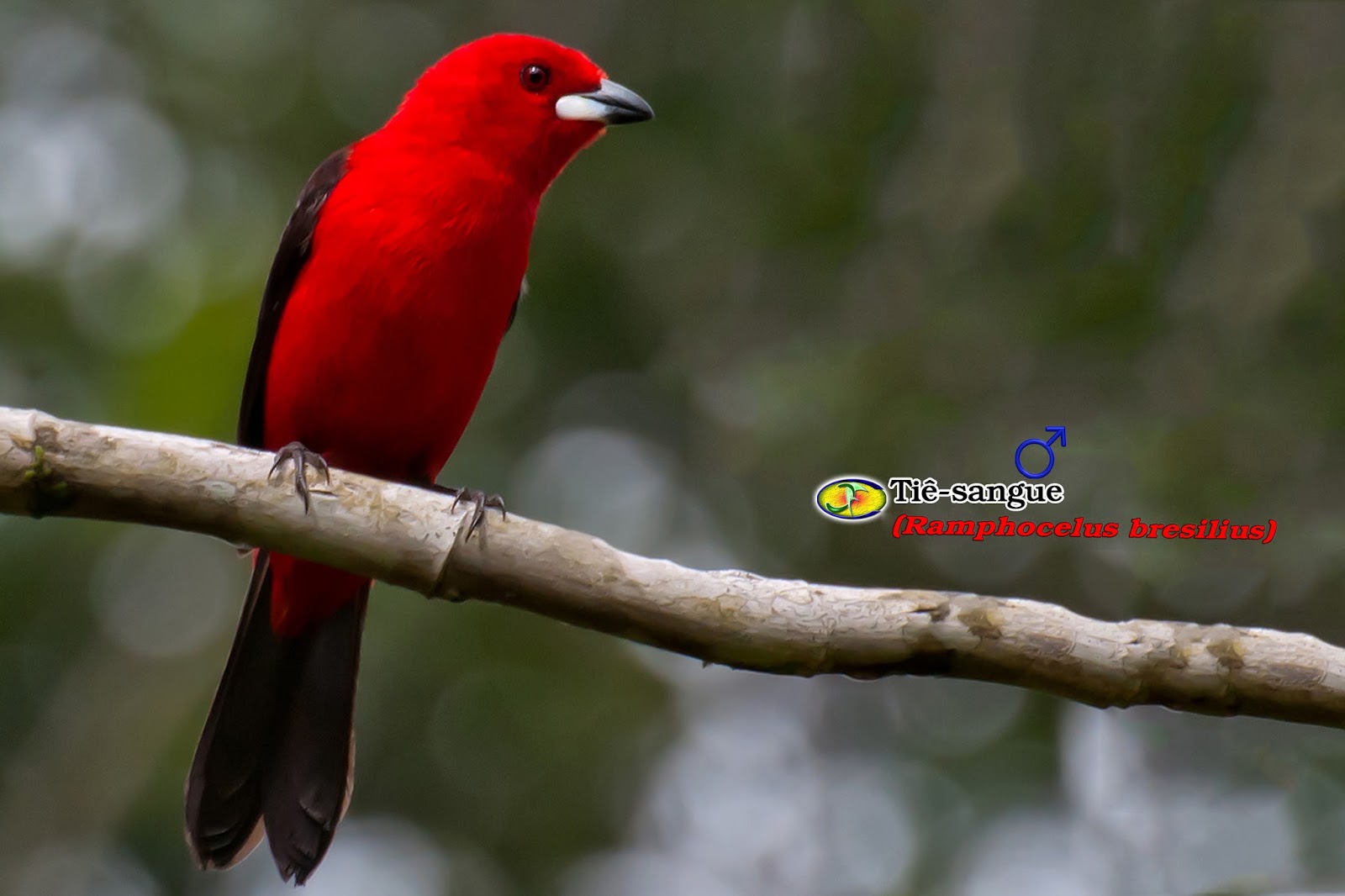 Zoologia: Tiê-sangue (Ramphocelus bresilius)