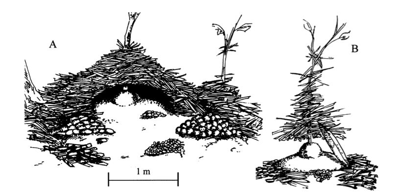Getting A Step Ahead:: Bower construction in the Vogelkop bowerbird