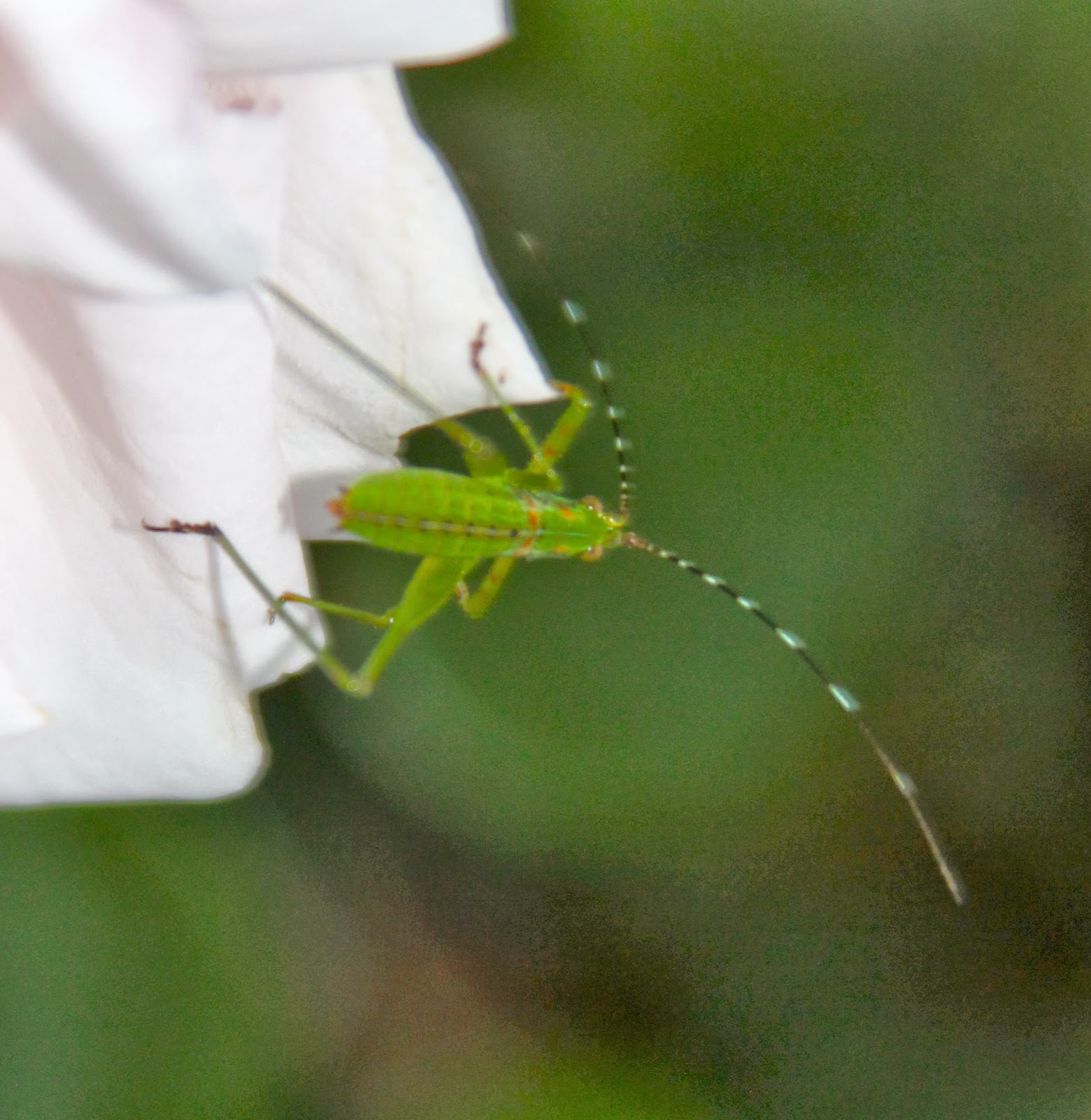 Rainbow Magic Sparkle Butterfly : Insects and Spiders visiting my ...