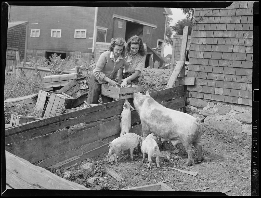 34 Fantastic Photos Capture Farm and Domestic Life of Boston from ...