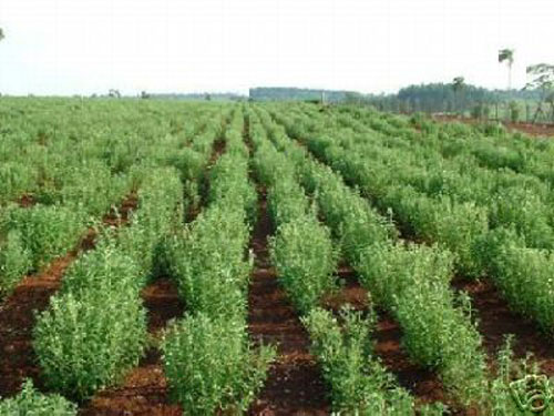 stevia: Stevia cultivation In India