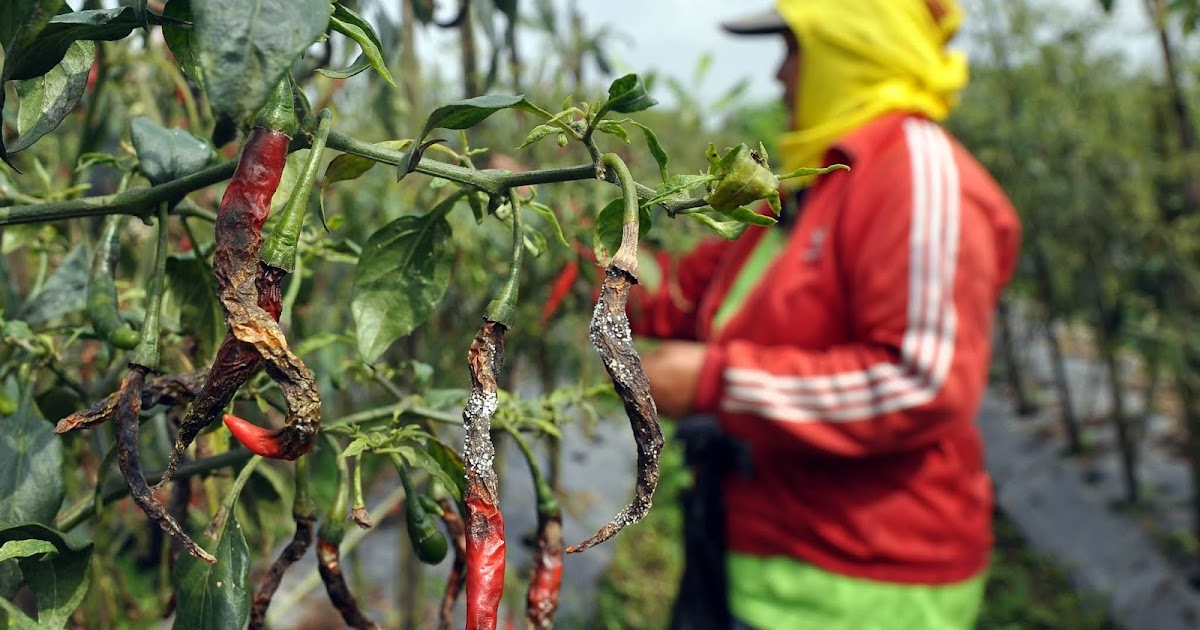 CARA PENGENDALIAN HAMA PENYAKIT ANTRAKNOSA/PANTEK PADA TANAMAN CABAI