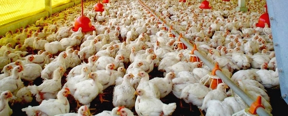 :: Na Contramão ::: Segundo a ONU, indústria de produção animal ...