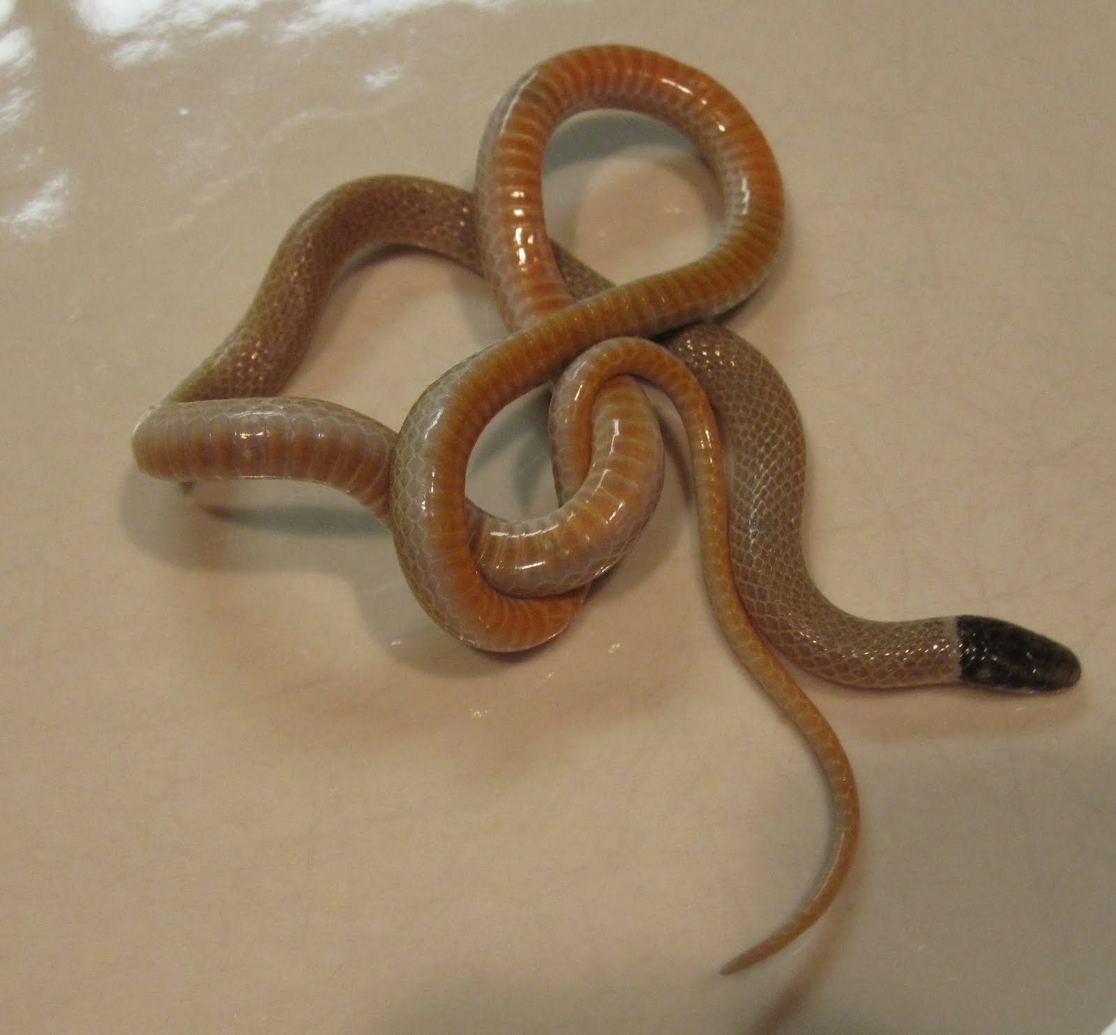 Cannundrums: Western Black-Headed Snake