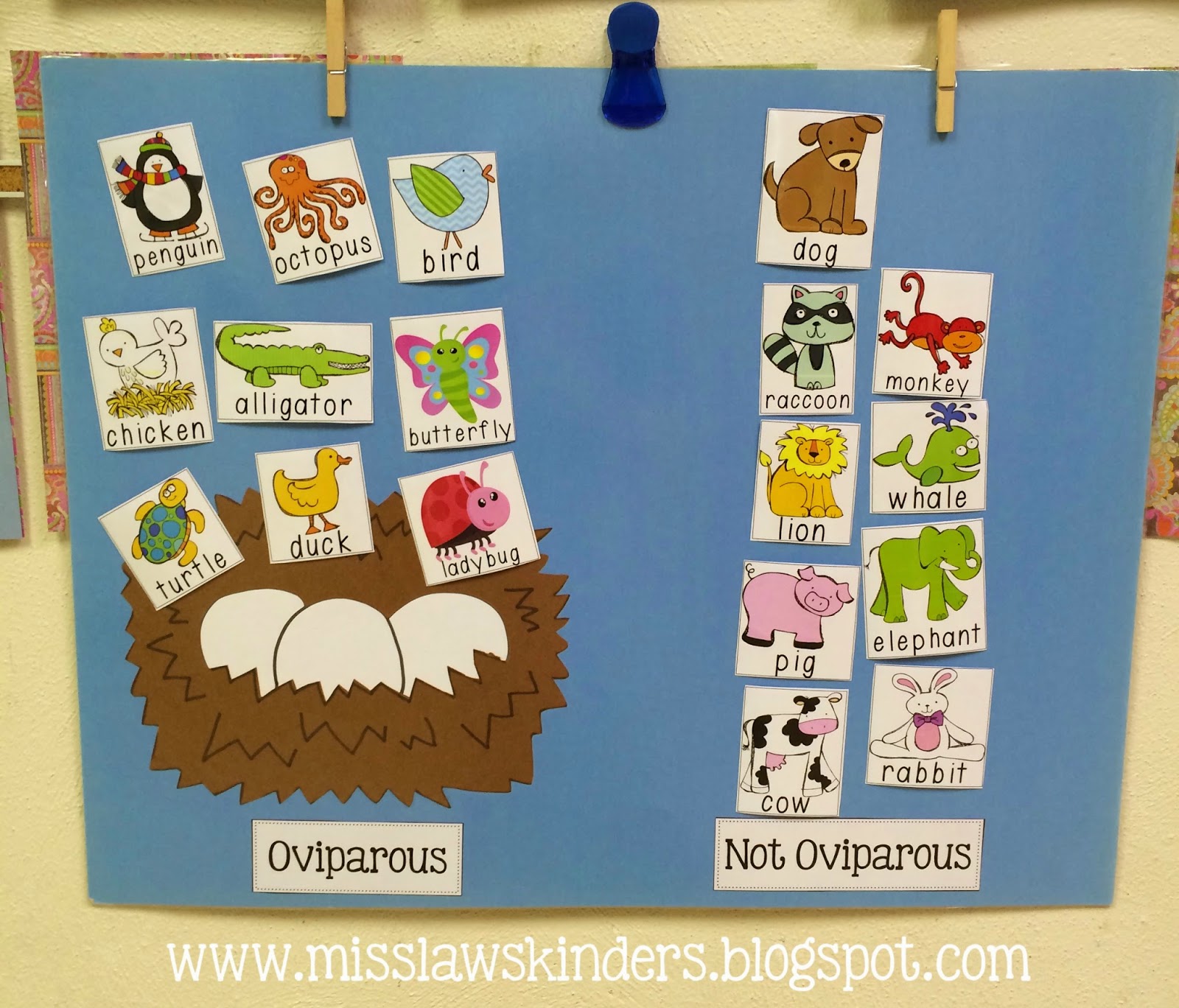 Miss Law's Kinders: Oviparous Animal Life Cycles-{Day 2: All About ...