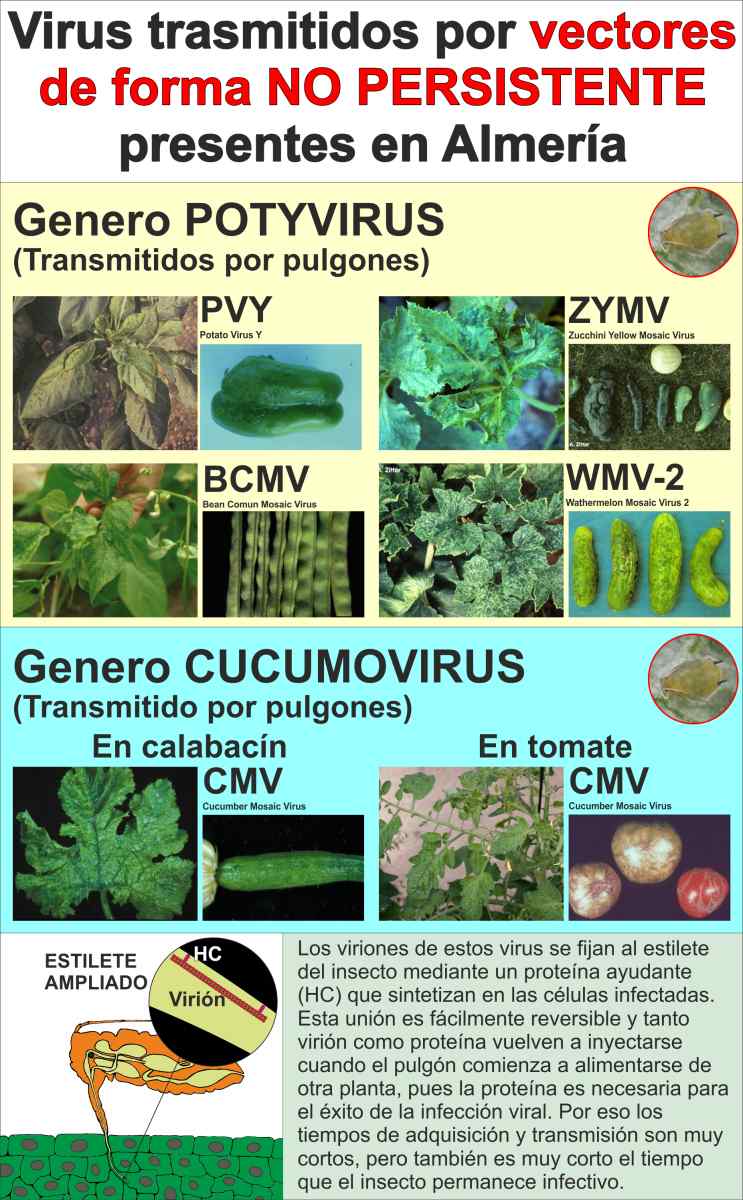 Homo agricola: Hablando de virus... (Capítulo 3. Aliándose con nuestros ...