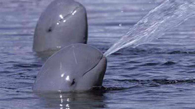 Animales en peligro de extinción: Delfín del río Irrawaddy