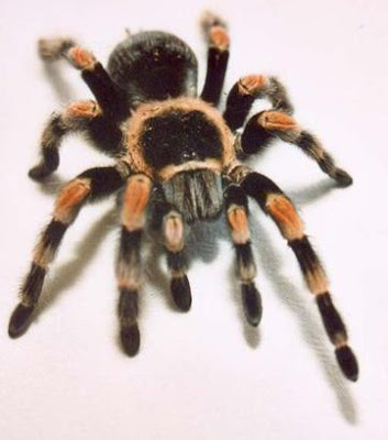 CIENCIAS SOCIALES: La migala