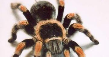 CIENCIAS SOCIALES: La migala