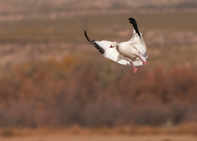 Snow Goose | The Life of Animals