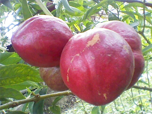 Kandungan dan Manfaat Mahkota Dewa | Blog Semua Informasi