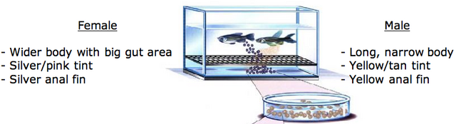 All About Freshwater Fish: Raising zebrafish larvae