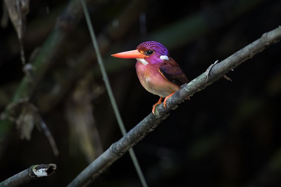 Ultra-Rare Dwarf Kingfisher Fledgling Bird Photographed For The Very ...