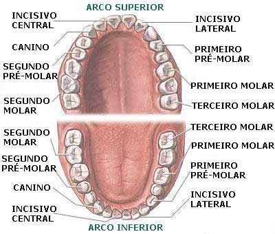 ESTUDOS SOBRE PRÓTESE DENTÁRIA: NUMERAÇÃO E NOMENCLATURA DOS DENTES