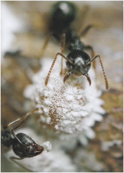ARDIN GANDHI: SEMUT HITAM (Dolichoderus bituberdulatus) PENGENDALI ...
