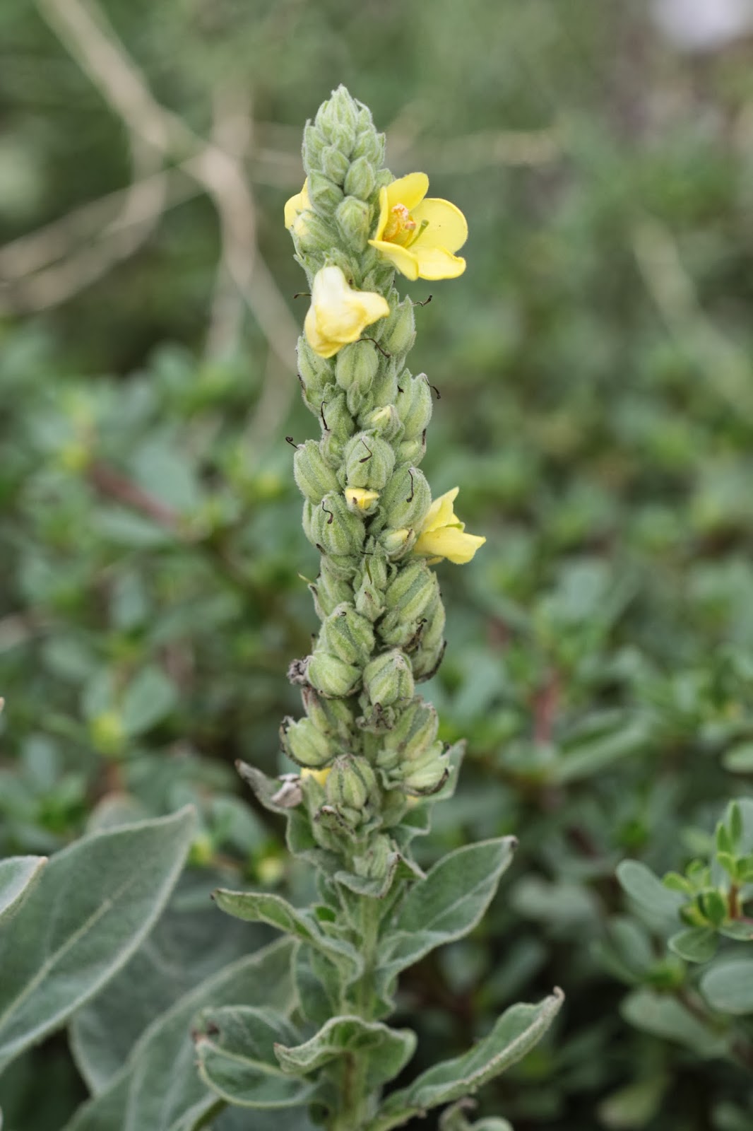 VERBASCUM THAPSUS. gordolobo.
