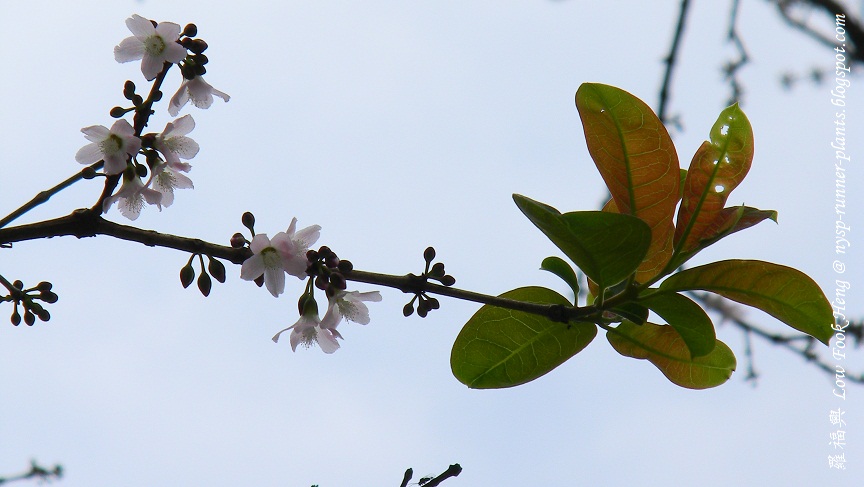 馬來西亞熱帶雨林: Cratoxylum 黄牛木屬