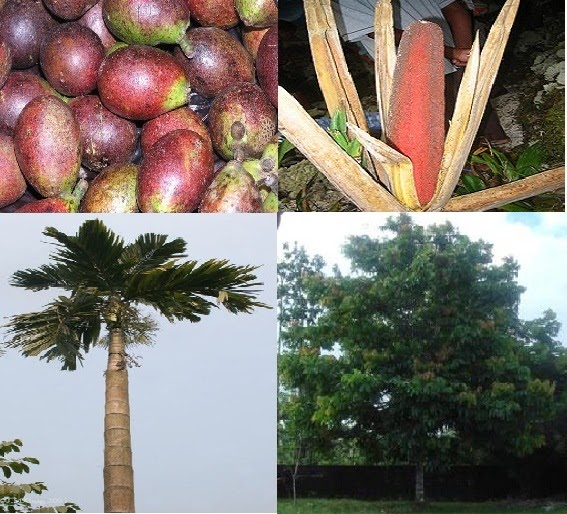 Mencari Hal Flora Di Papua