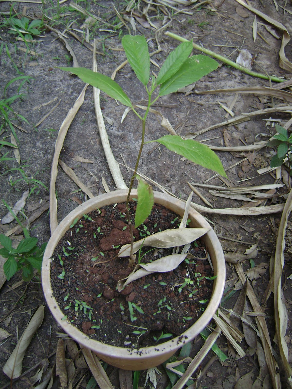 Folha de Orixá - Ewé Orisa: Iroko