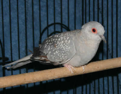 Bird In Everything: Diamond Dove Birds