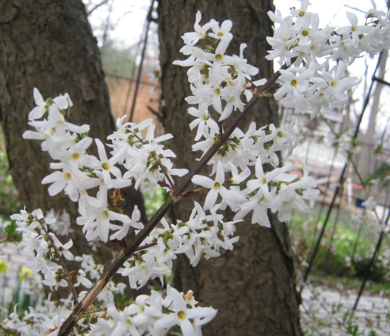 Future Plants by Randy Stewart: White Forsythia