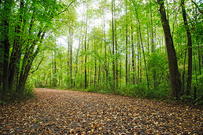 TOP LANDSCAPES: PENNSYLVANIA FOREST'S