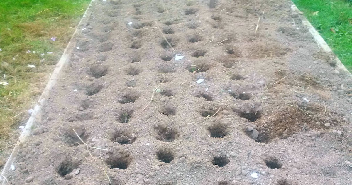 Hartstead Mills & Meadery: What are These? Graves for Ants?!