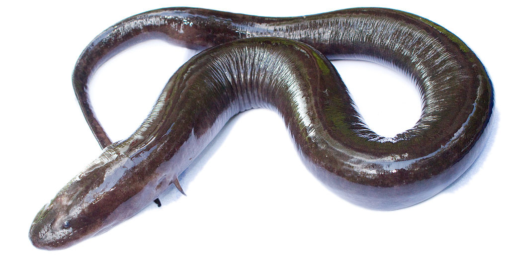 Real Monstrosities: Amphiuma