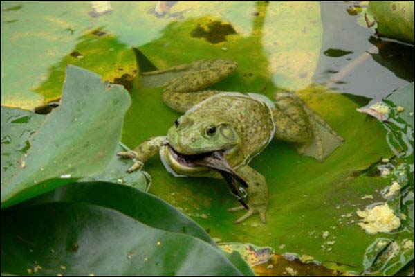 Funny Animals: Funny Frog Photos