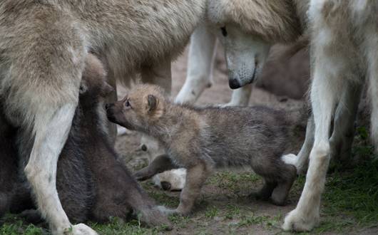 White Wolf : Stunning Images Showcase the Cuteness of Fluffy Arctic ...