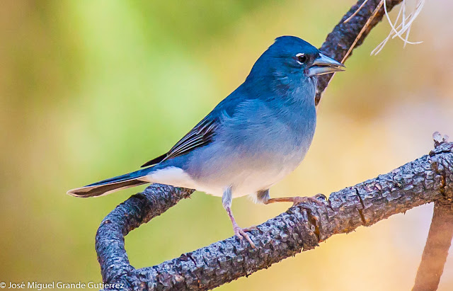 AVES DEL CIELO - BIRDS OF HEAVEN: Fringilla teydea-El pinzón azul