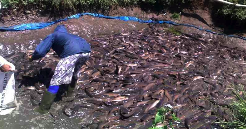 Catfish Farming Guide for Beginer - Farmer's Blog