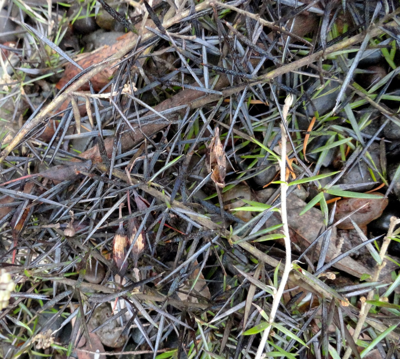 danger garden: Foliage Follow-up; after the freeze…