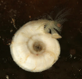 Real Monstrosities: Spirorbis