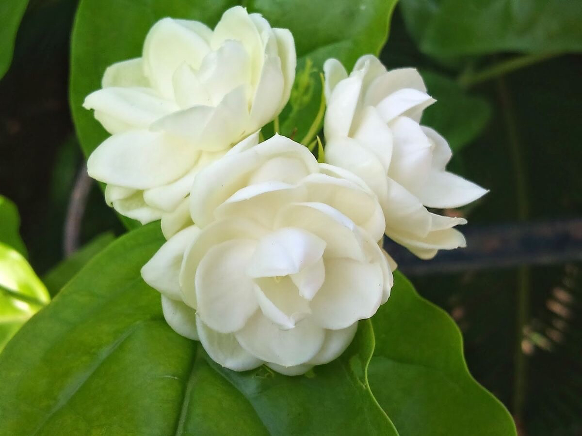 sampaguita plant - philippin news collections