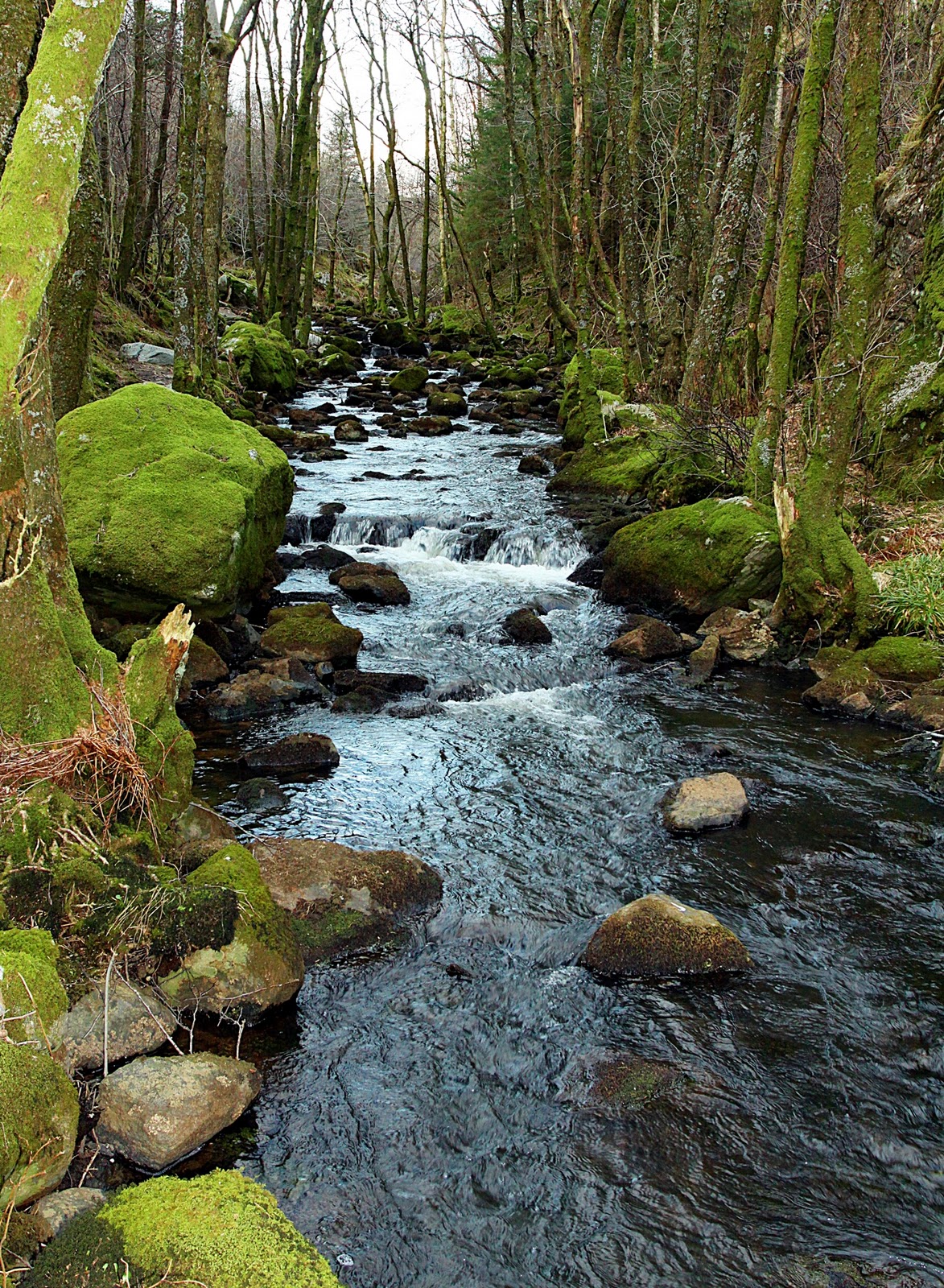 Fluefiske året rundt: Vestlands natur. Jan 2012...