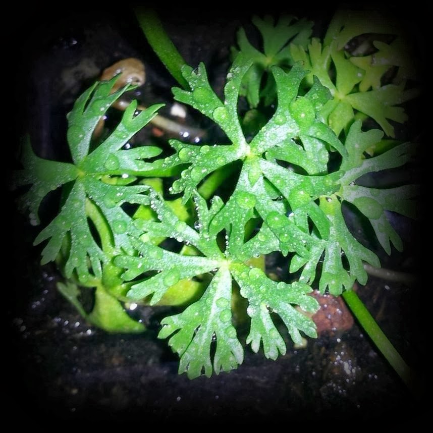 Aquascaping Grifon: Ranunculus Inundatus en Emergido