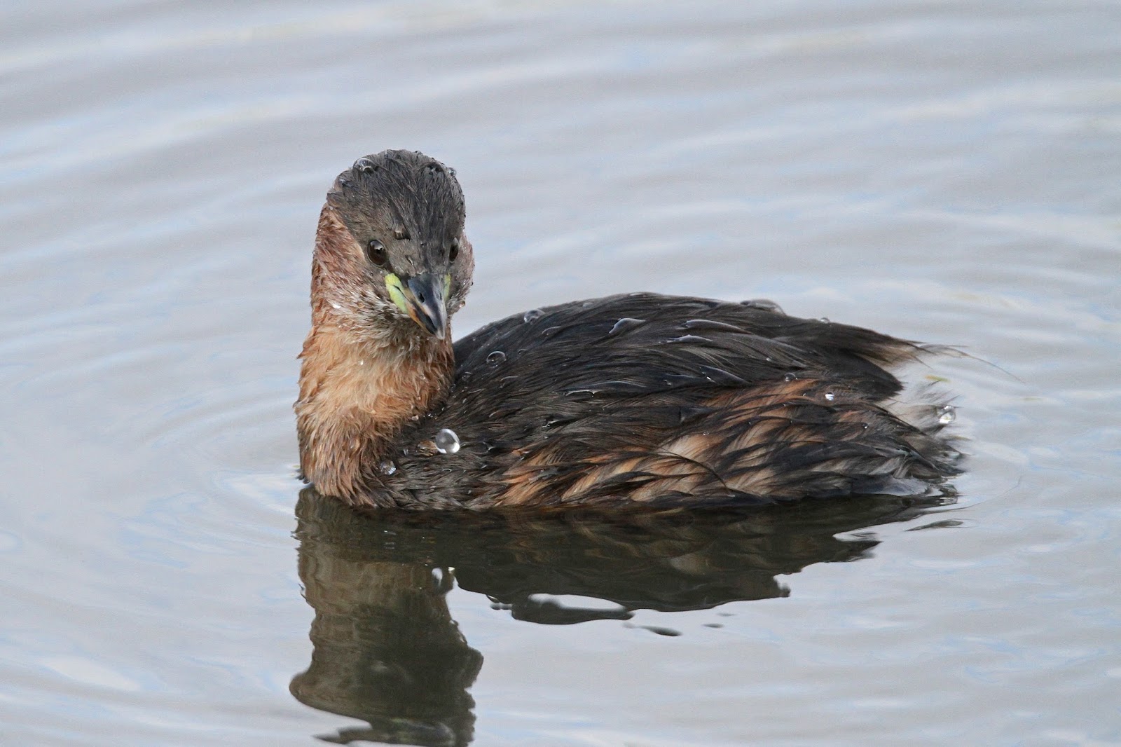 TrogTrogBlog: Bird of the week - Little grebe