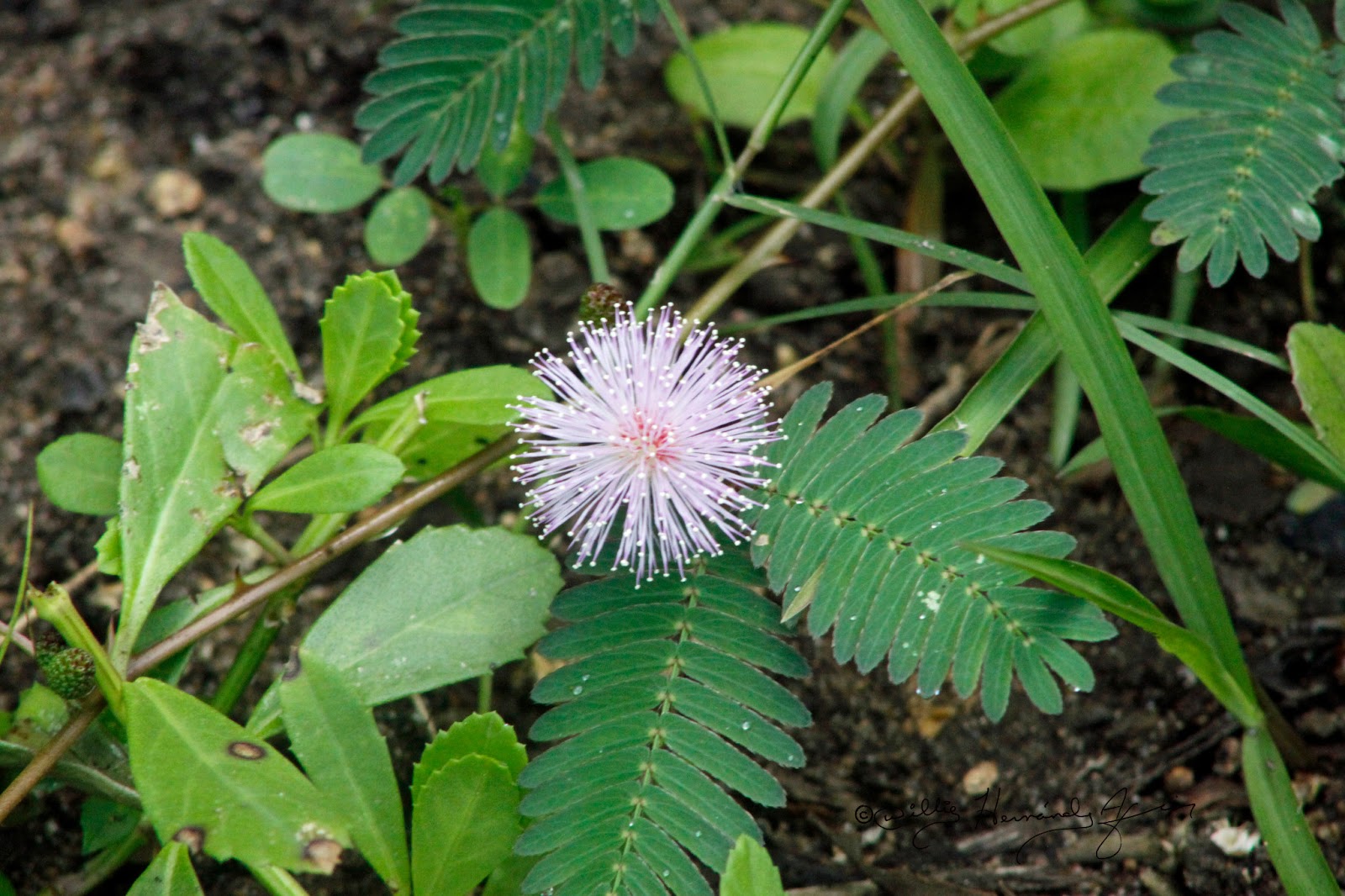 Flora de Puerto Rico Ilustrada Papo Vives: MIMOSACEAE-MIMOSA PUDICA ...