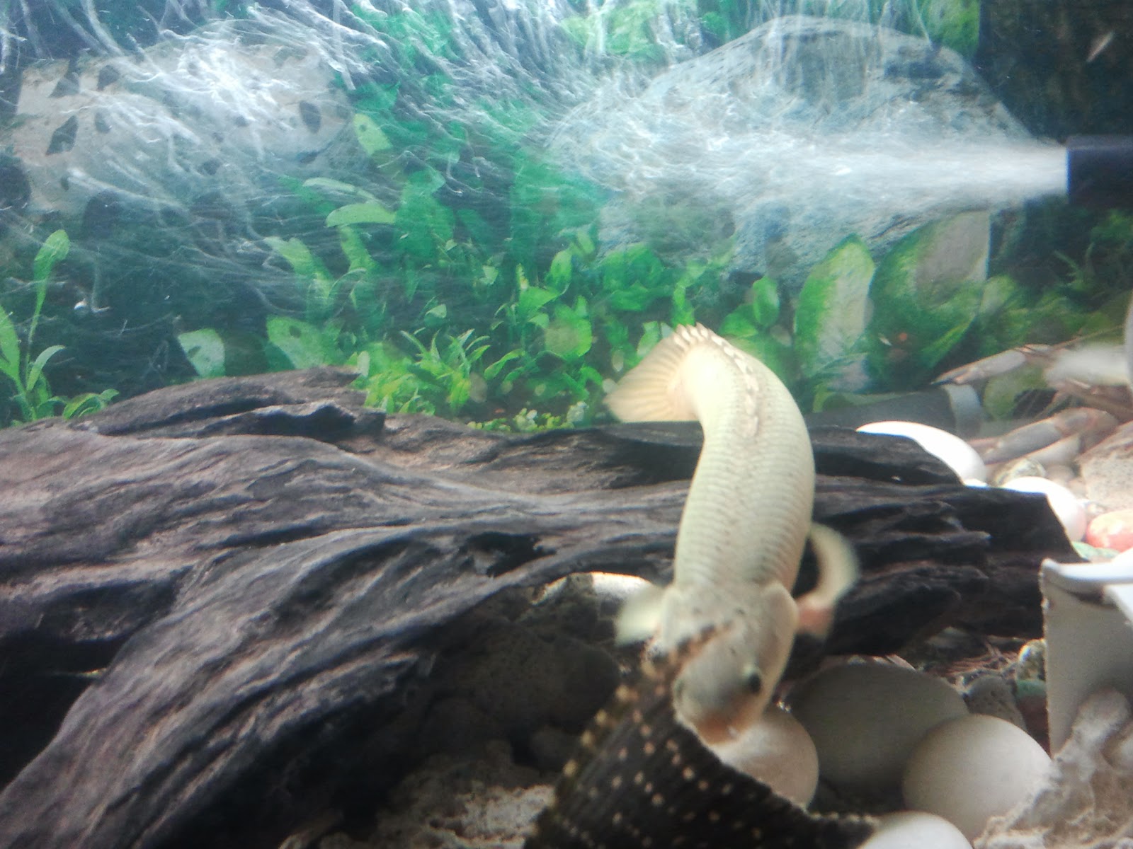 hardy boy: Ikan Pelik - DRAGON FISH