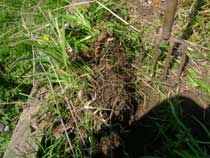 "How To" Organic Gardening: Onion or garlic Chive, planting and drying