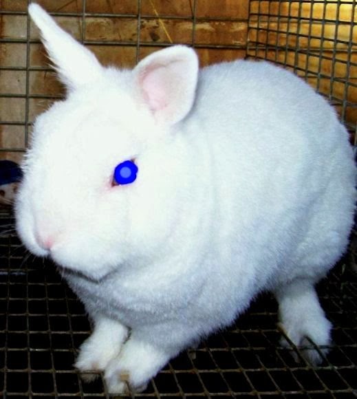 DUNIA SERBA-SERBI: MACAM-MACAM KELINCI