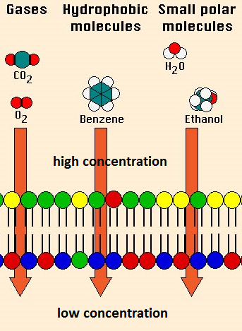 Revision notes for NCEA level 2 biology: Diffusion, Osmosis and Active ...