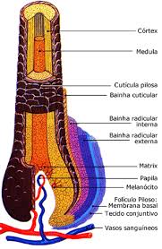 Entenda as características necessárias para o crescimento capilar. Por ...
