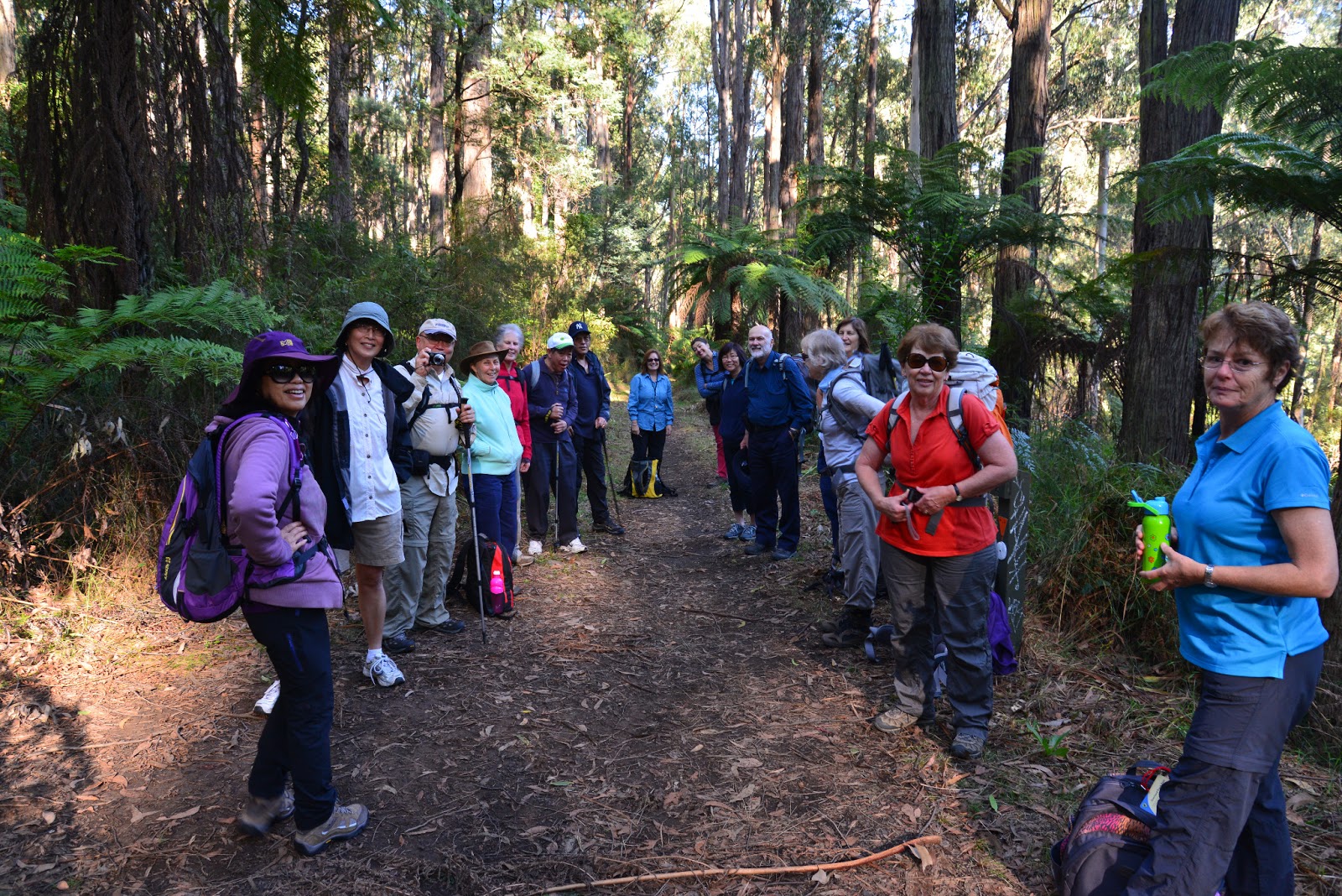 walkabouters club of victoria inc: Sherbrooke Forest, Dandenong Ranges ...